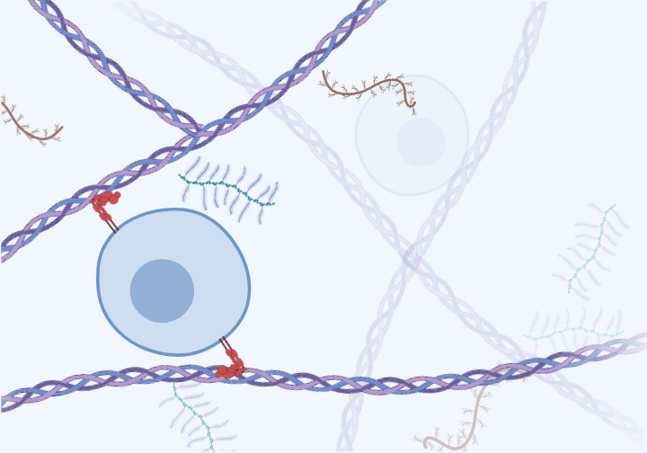 ECM (with Cells) | BioRender Science Templates