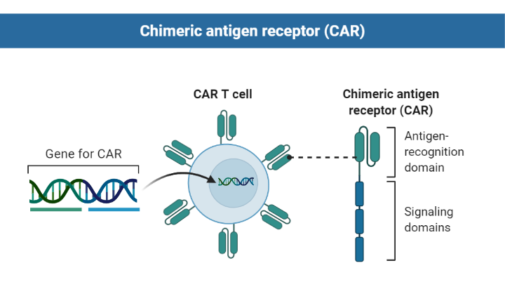 Chimeric Antigen Receptor (CAR) | BioRender Science Templates