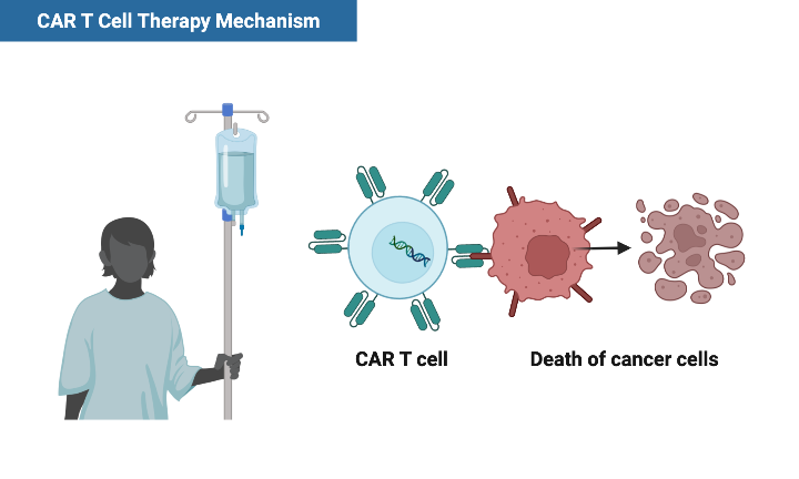 CAR T Cell Therapy Mechanism | BioRender Science Templates