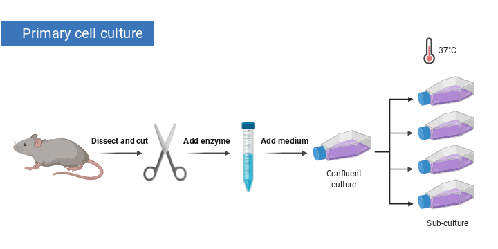 Primary Cell Culture Preparation | BioRender Science Templates