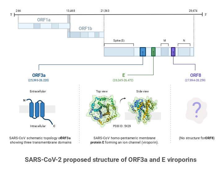 SARS-CoV-2 Proposed Structure of ORF3a and E Viroporins | BioRender ...