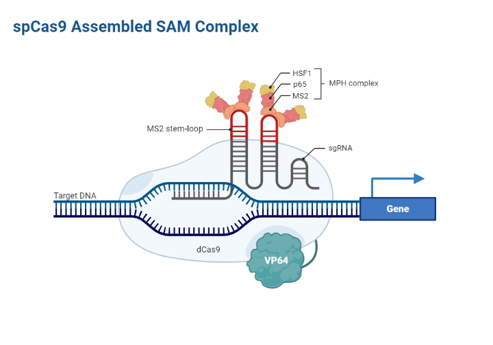 spCas9 Assembled SAM Complex (CRISPR) | BioRender Science Templates