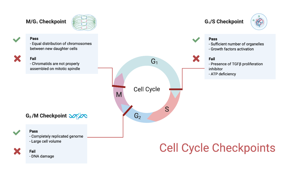 Cell Cycle Checkpoints BioRender Science Templates Cell Cycle Checkpoints BioRender Science Templates