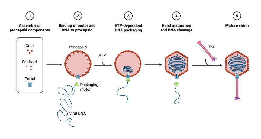 Viral Genome Packaging | BioRender Science Templates