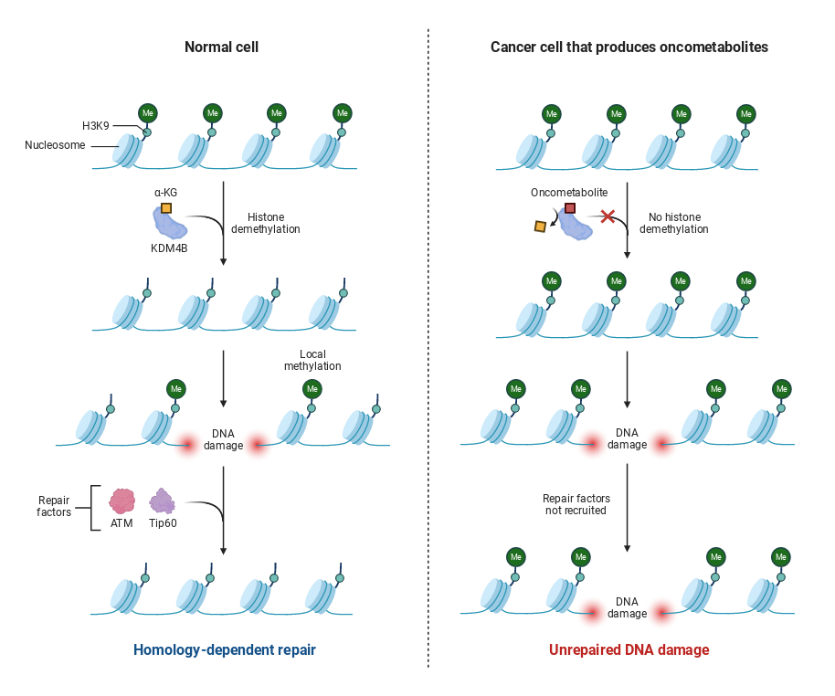 Inhibition of DNA Damage Repair by Oncometabolites in Cancer Cells ...