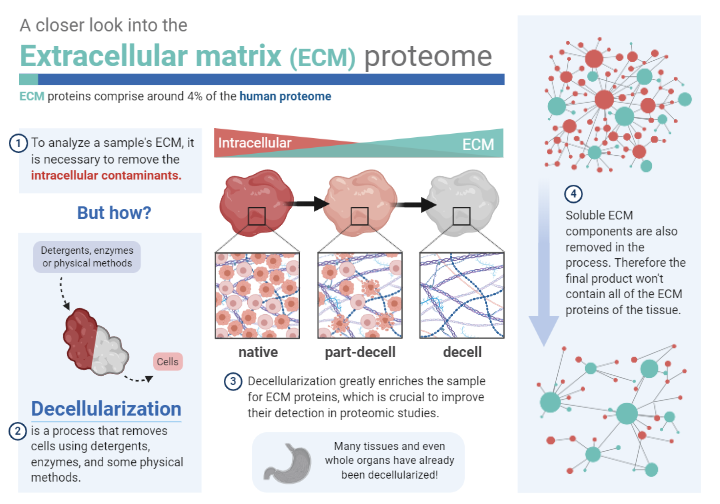 A Closer Look Into the Extracellular Matrix (ECM) Proteome | BioRender ...