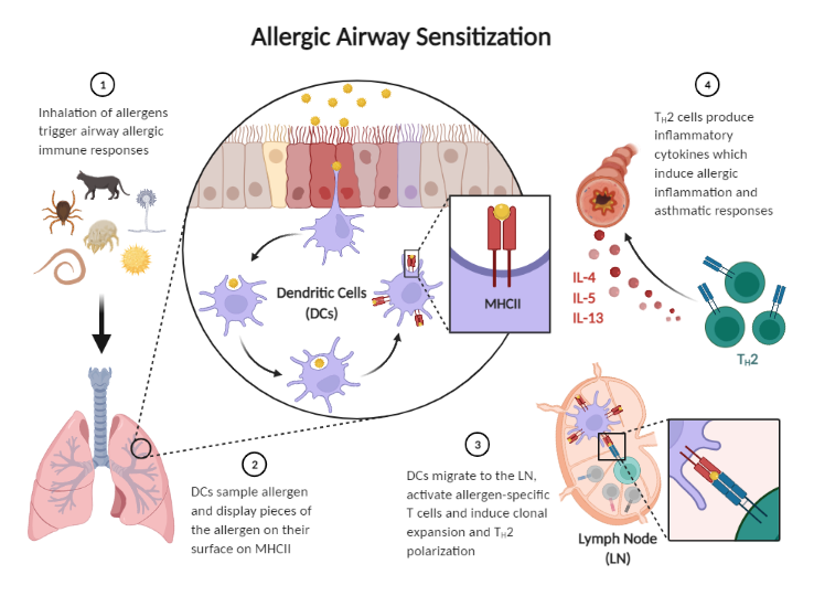 Allergic Airway Sensitization | BioRender Science Templates
