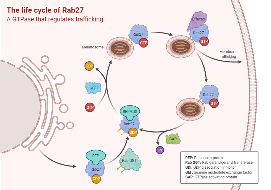 Life Cycle of Rab27: A Monomeric GTPase That Regulates Vesicular ...