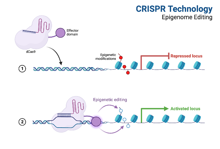 CRISPR Technology: Epigenome Editing | BioRender Science Templates