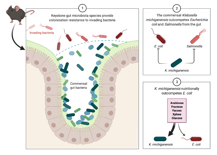 Keystone Gut Microbiota Species Provide Colonization Resistance to Invading Bacteria | BioRender ...
