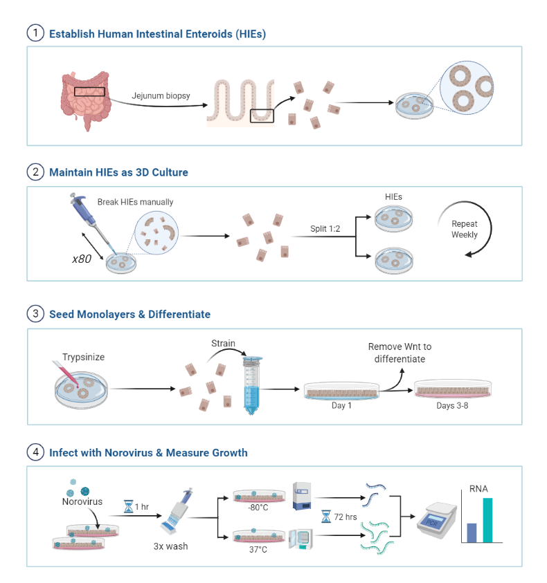 Growing Norovirus in Human Intestinal Enteroids (HIEs) | BioRender ...