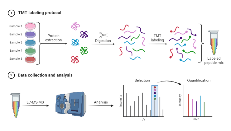 TMT Labeling Protocol | BioRender Science Templates