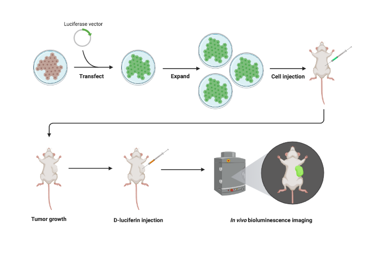 Bioluminescence Imaging of Tumor Mass | BioRender Science Templates