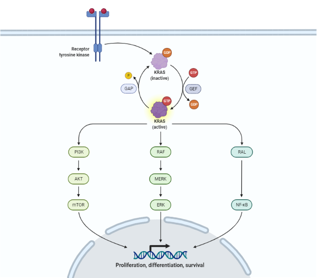 KRAS Signaling Pathways | BioRender Science Templates