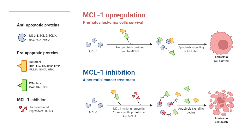 MCL-1 Inhibition for Leukemia Treatment | BioRender Science Templates