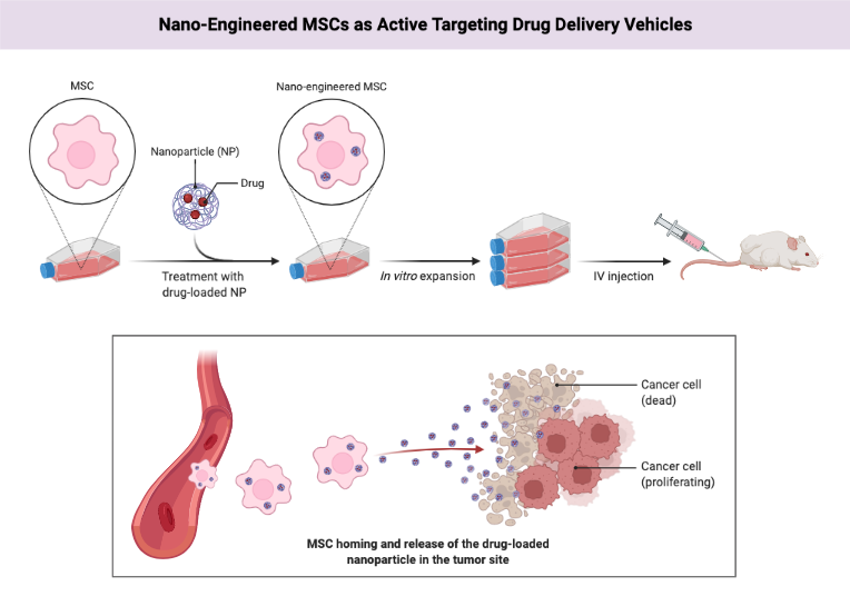 Nano-Engineered MSCs as Active Targeting Drug Delivery Vehicles ...