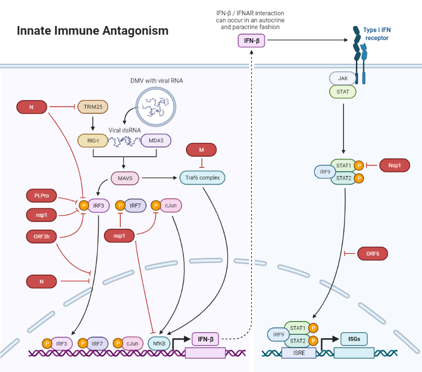 Innate Immune Antagonism by SARS-CoV | BioRender Science Templates