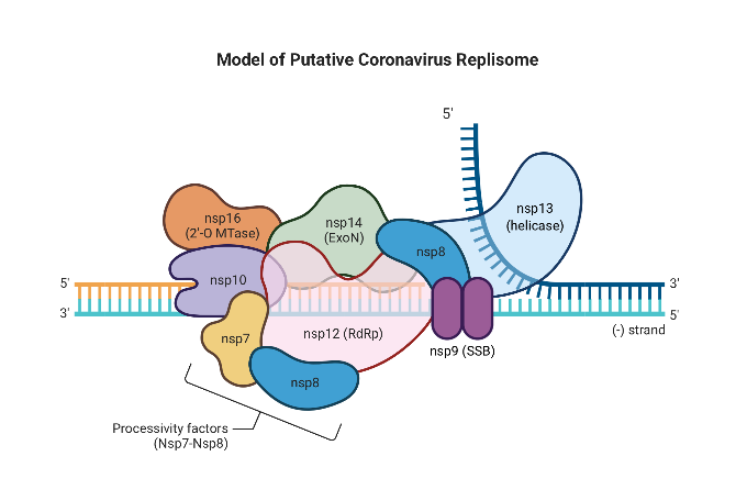 Model of Putative Coronavirus Replisome | BioRender Science Templates