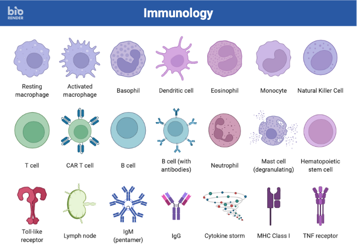 Icon Pack - Immunology | BioRender Science Templates