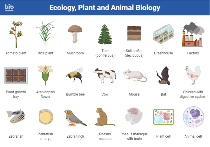 Icon Pack - Ecology, Plant and Animal Biology | BioRender Science Templates