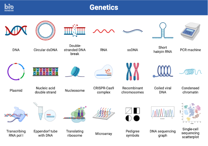 Icon Pack - Genetics | BioRender Science Templates
