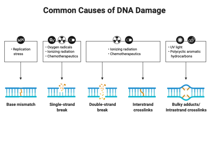 Common Causes of DNA Damage | BioRender Science Templates