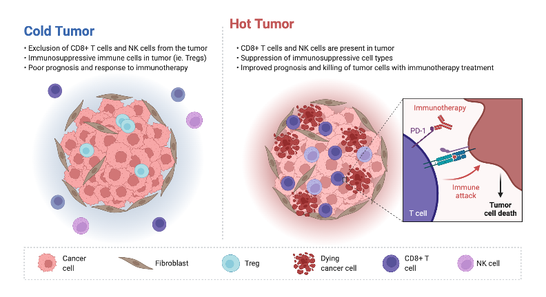 Cold vs Hot Tumors | BioRender Science Templates