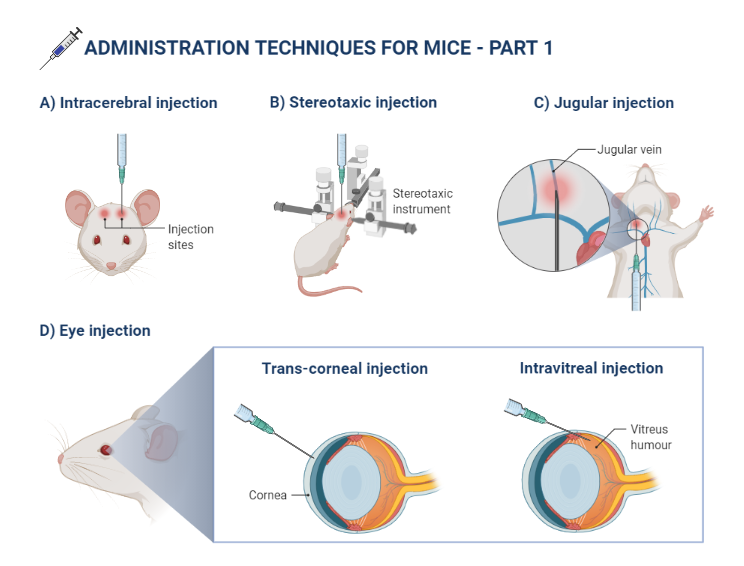 Administration Techniques for Mice - Part 1 | BioRender Science Templates