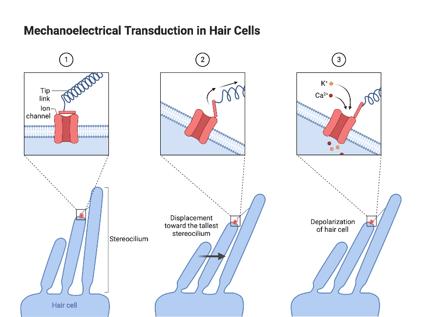 Mechanoelectrical Transduction In Hair Cells | BioRender Science Templates