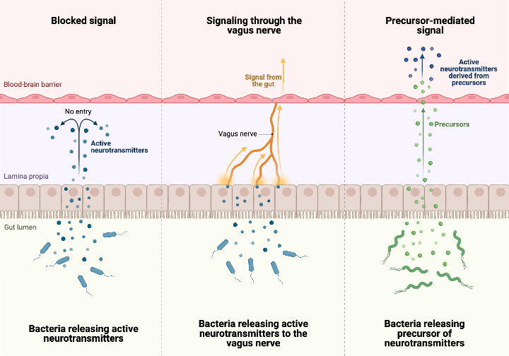 Gut-Brain Neurotransmitter Signaling | BioRender Science Templates