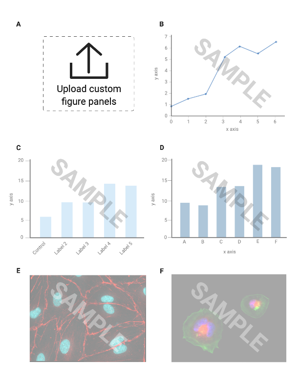 Easy Figure Builder (2x3, with Preset Guides and Labels) | BioRender ...