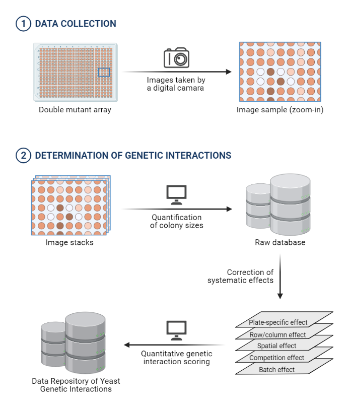 Synthetic Genetic Arrays (SGA) Data Analysis | BioRender Science Templates