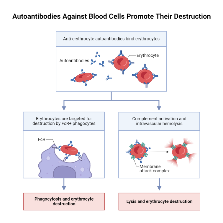 Autoantibodies Against Blood Cells Promote Their Destruction ...