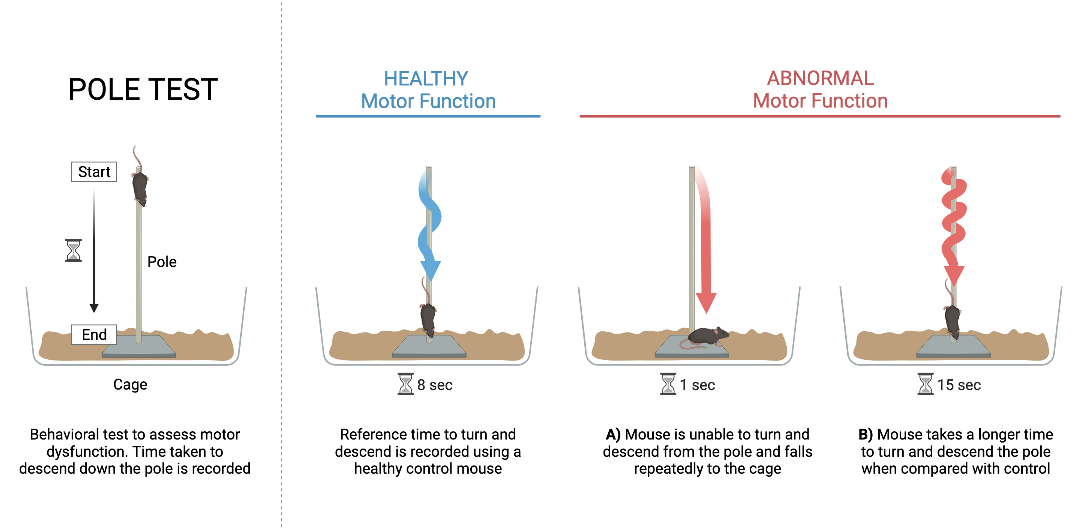 Pole Test for Mice | BioRender Science Templates