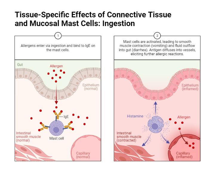 Tissue-Specific Effects of Connective Tissue and Mucosal Mast Cells ...