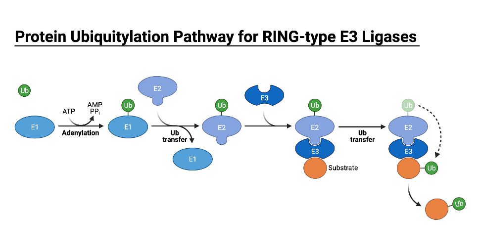 Protein Ubiquitylation Pathway for RING-type E3 Ligases | BioRender ...
