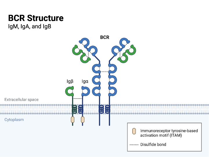 BCR Structure - IgM, IgA, and IgB | BioRender Science Templates