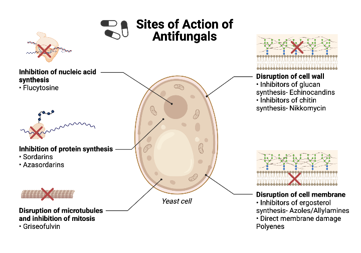 Sites of Action of Antifungals | BioRender Science Templates