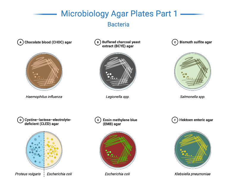 Microbiology Agar Plates Part 1 BioRender Science Templates