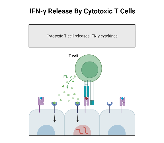 IFN-γ Release By Cytotoxic T Cells | BioRender Science Templates