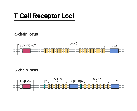 T Cell Receptor Loci | BioRender Science Templates