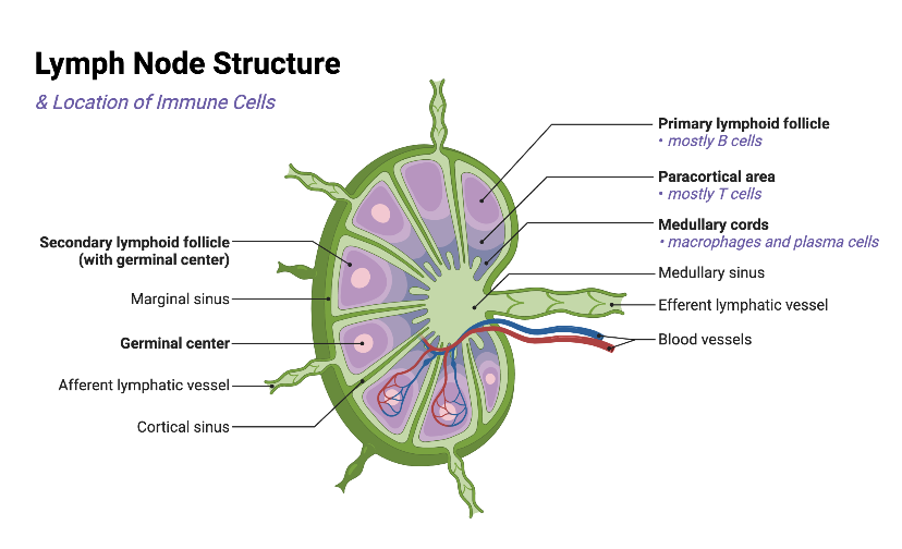 What Are The Typical Structural Parts Of A Lymph Node At Albert Preble Blog