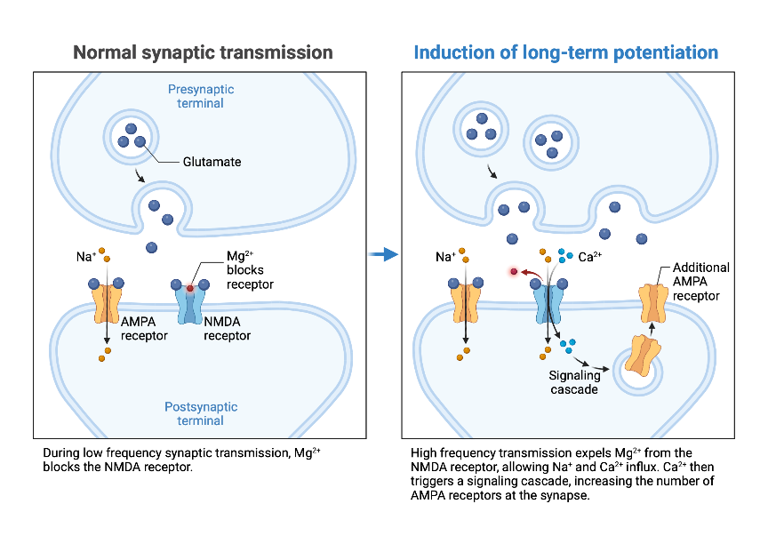 Long-Term Potentiation | BioRender Science Templates