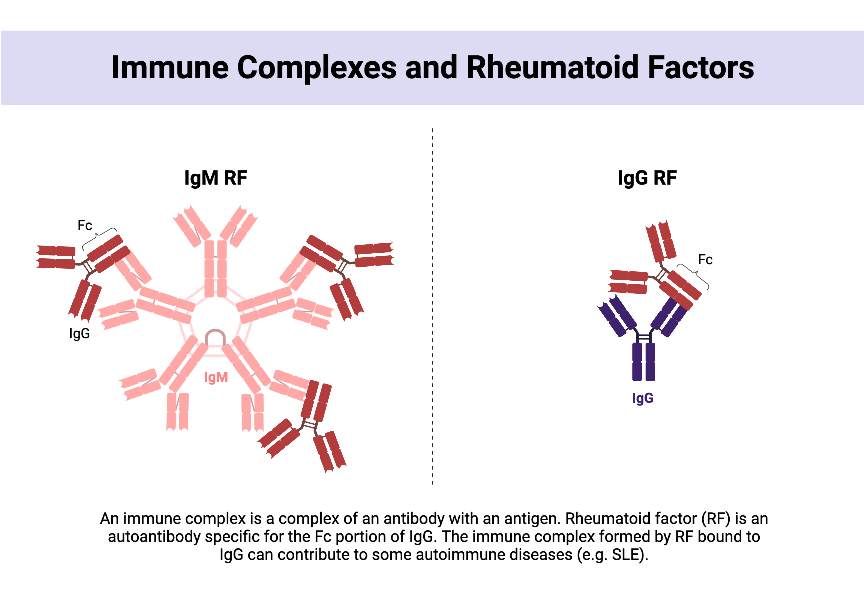 Immune Complexes And Rheumatoid Factors Biorender Science Templates