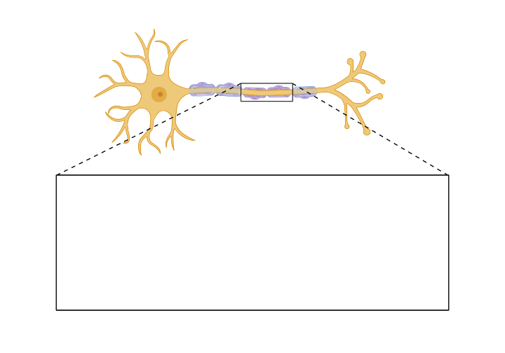 PNS Neuron and Myelin with Callout (Layout) | BioRender Science Templates