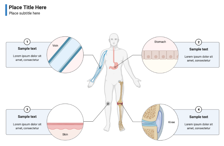 Internal Organs with Circular Callouts (Layout) | BioRender Science ...