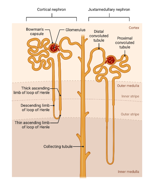Nephron Anatomy BioRender Science Templates