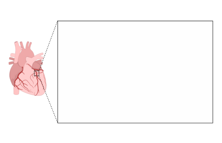 Heart with Callout (Layout) | BioRender Science Templates