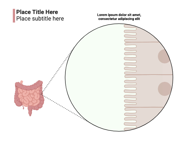 Intestine with Epithelium Callout (Layout) | BioRender Science Templates