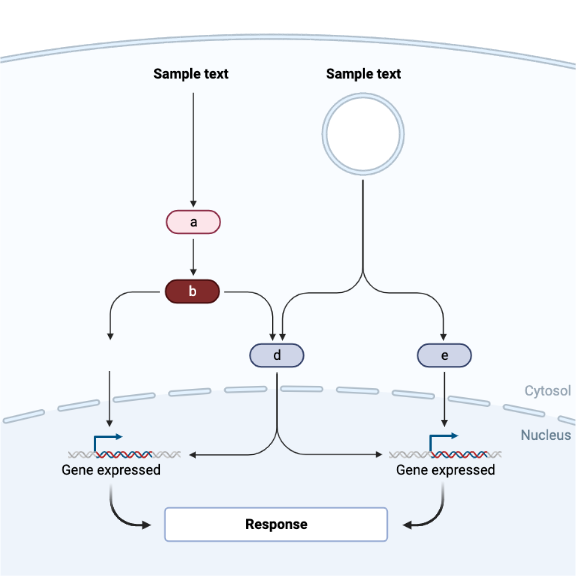 Intracellular Signaling to Gene Transcription Layout | BioRender ...